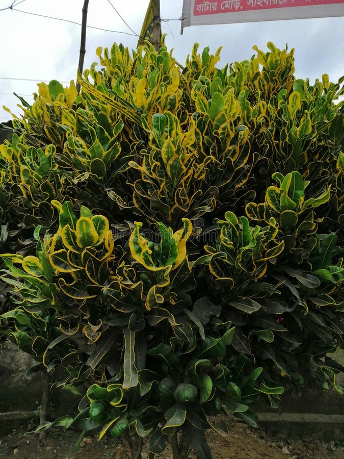 Garden tree view stock image. Image of herb, green, evergreen - 182577733