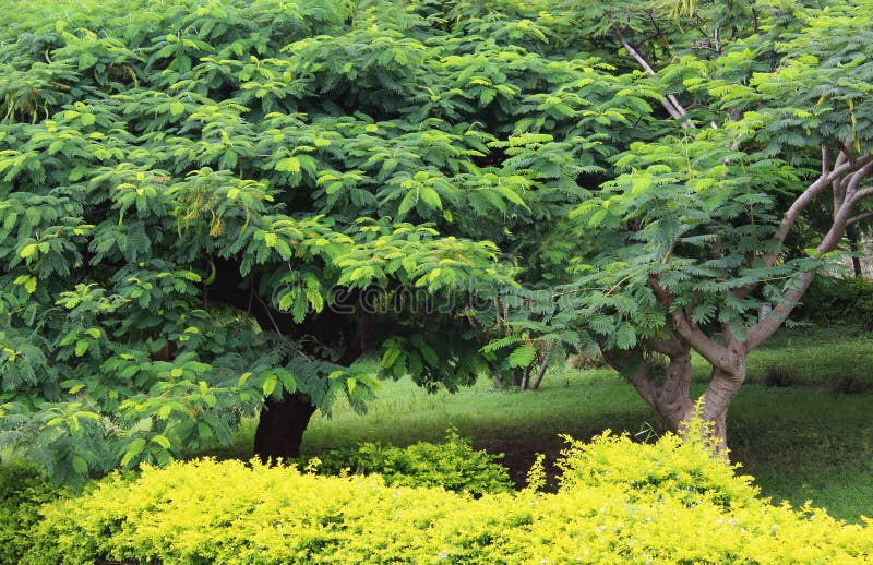 Garden with trees stock image. Image of garden, travel - 59156969