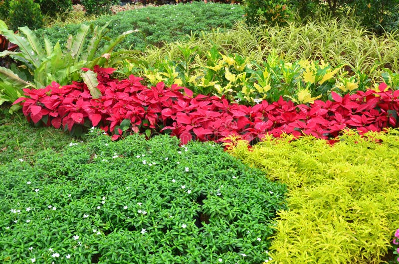 Garden of Colorful Tropical Plants. Colorful Background. Stock Photo ...