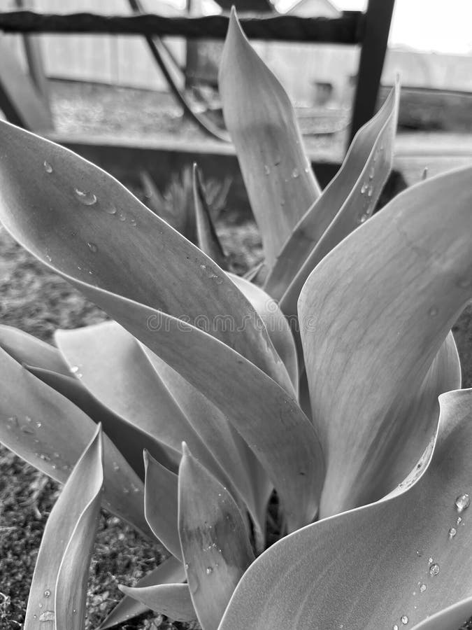 In the Garden, a Tulip Leaf after the Rain Stock Photo - Image of wild ...