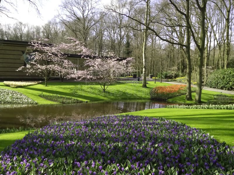 Garden tulip stock image. Image of garden, tulip, park - 81958935