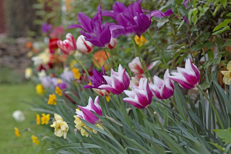 The Garden with Tulips, the Most Beautiful Spring Flowers Stock Photo ...