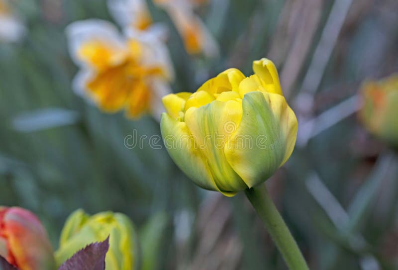 The Garden with Tulips, the Most Beautiful Spring Flowers Stock Photo ...