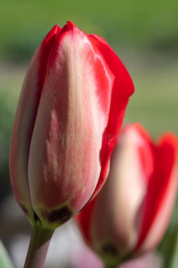 Garden Tulips (tulipa Gesneriana Stock Image - Image of nature, garden ...