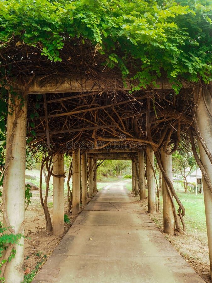 Garden tunnel walkway stock photo. Image of walkway, nature - 85005150
