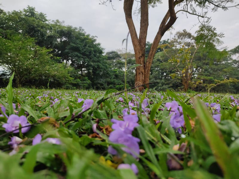 Garden of University of Peradeniya Srilankan Stock Image - Image of ...