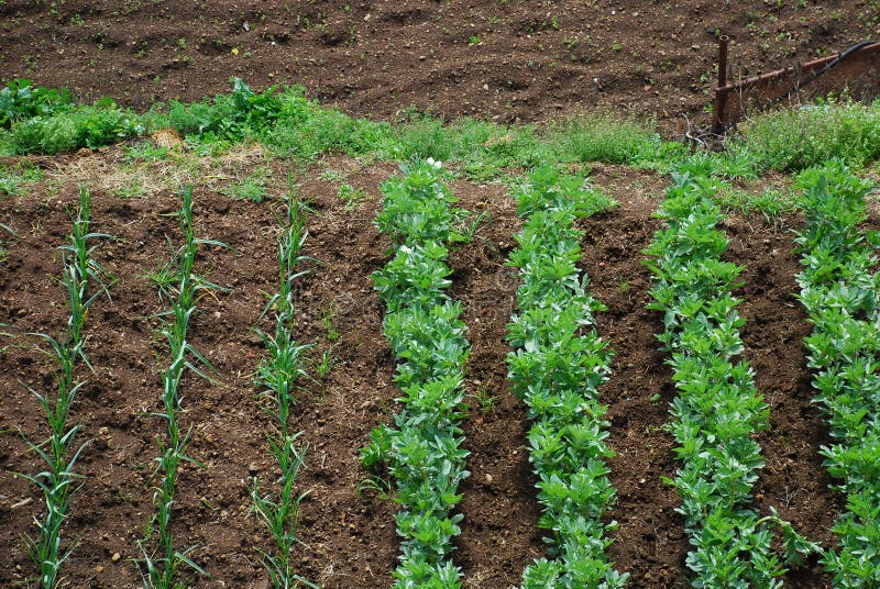 Garden Vegetable Plot 2 stock image. Image of cultivation - 5530109
