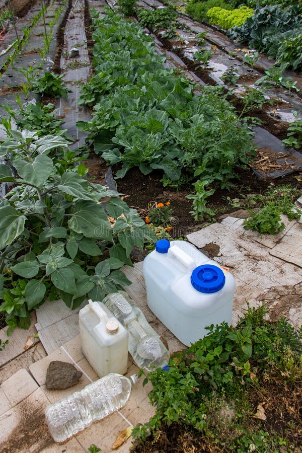 A Garden with Vegetables and Plastic Containers Stock Image - Image of ...