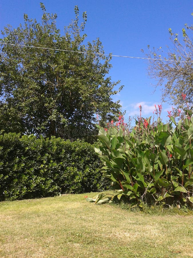 Garden vegetation stock image. Image of sunny, vegetation - 43602821