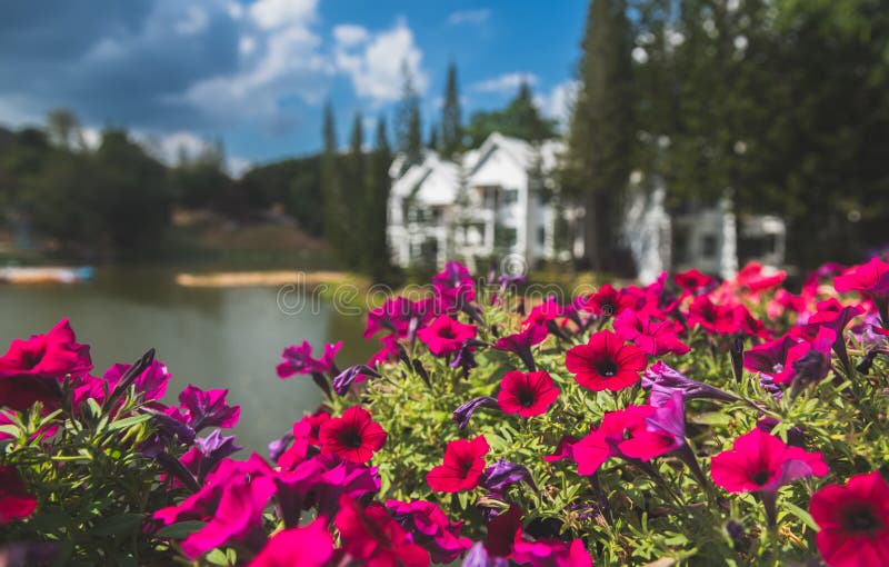In the Garden, Vibrant Petunia Flowers Bloom Stock Image - Image of ...