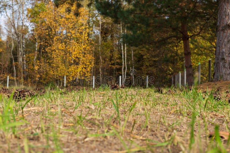 Garden View. Ground Level. Autumn Forest. Selective Focus. Landscape ...