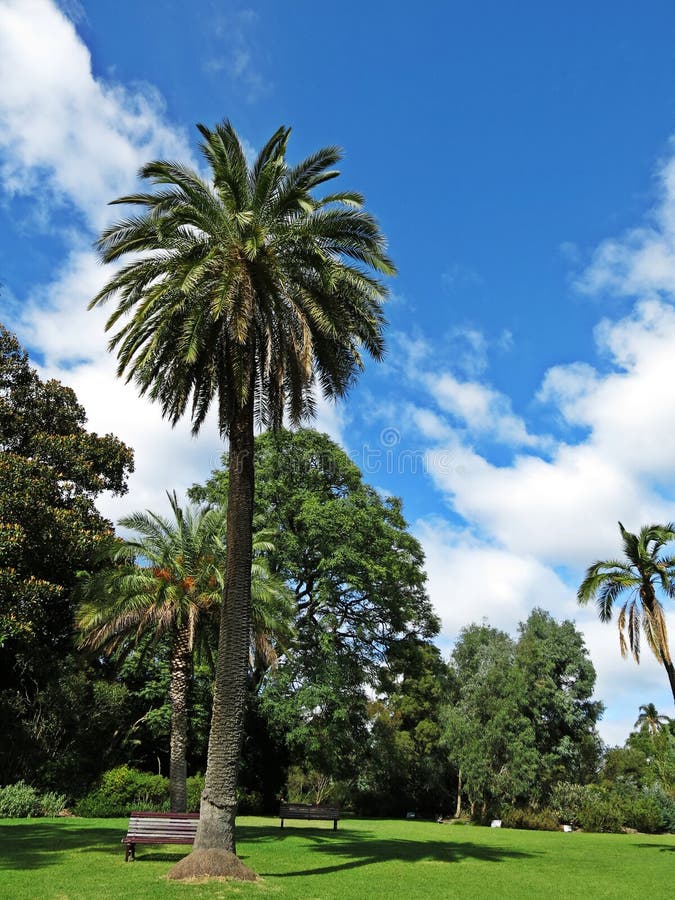 Garden View with High Trees and Blue Sky Stock Photo - Image of relax ...