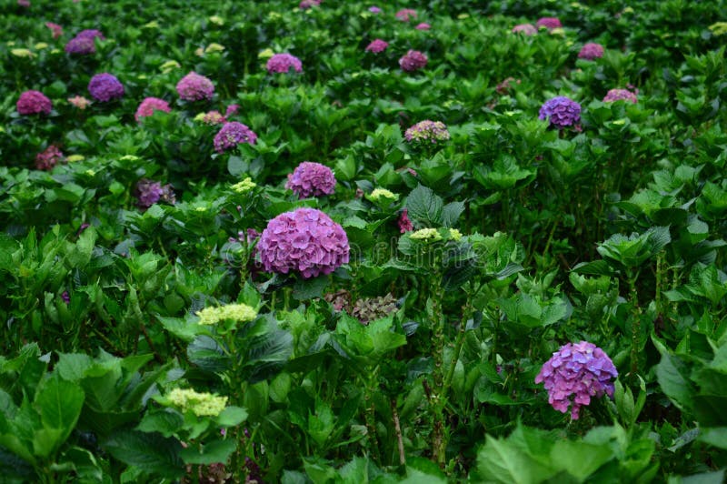 Hydrangea Flower Garden View Blooming Stock Photo - Image of pink ...