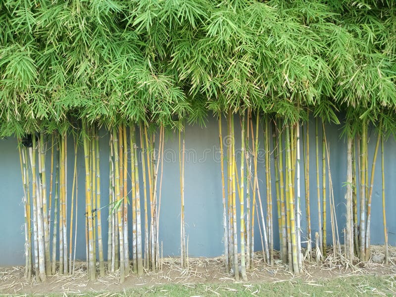 Garden with a View of Ornamental Bamboo Trees Stock Photo - Image of ...
