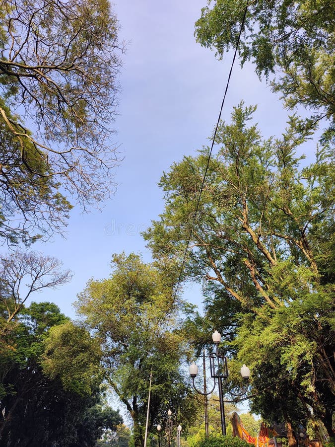 Garden View with Trees in the City Stock Image - Image of city, trees ...