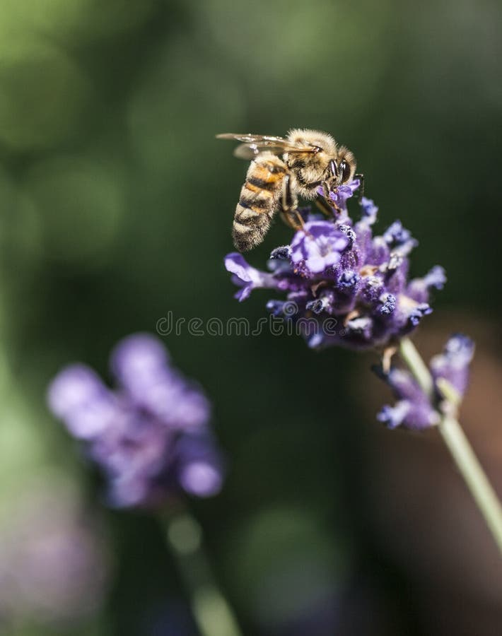 Garden - the Violet Flowers and a Bee in the Sunshine. Stock Image ...