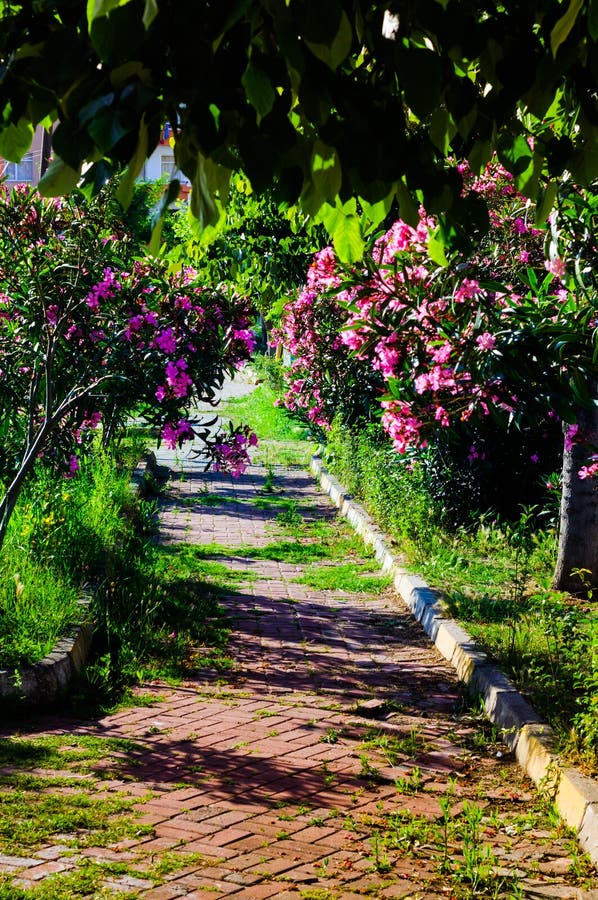 Garden Walk Path stock photo. Image of serene, plant - 55378318