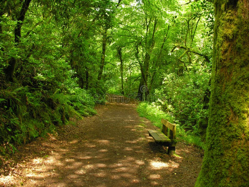 Garden stock image. Image of footpath, nature, lush, flower - 47711699