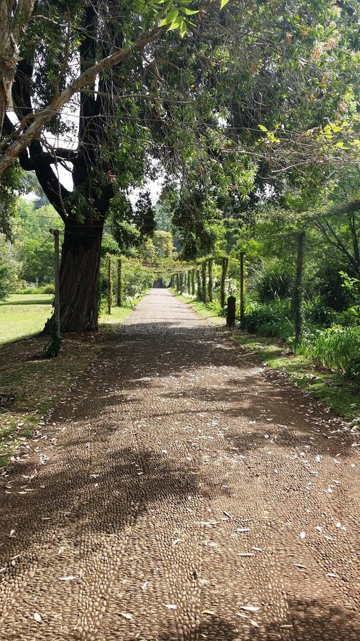 Garden Walkway Shaded by Tall Trees and Pergola Stock Image - Image of ...