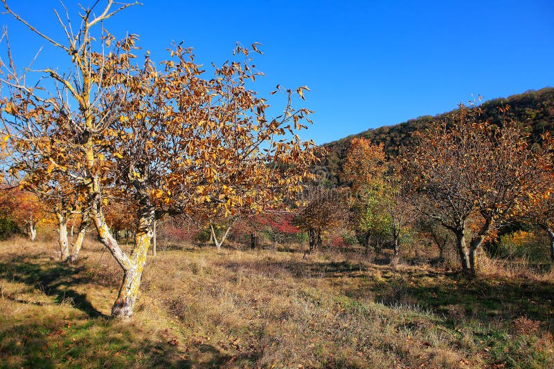 Garden with walnut trees stock image. Image of growing - 196910679
