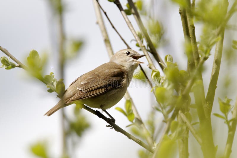 Garden Warbler, Sylvia Borin Stock Photo - Image of song, sylvia: 32365142