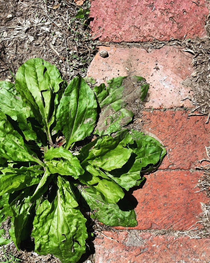 Garden weed stock image. Image of weed, garden, path - 75770219