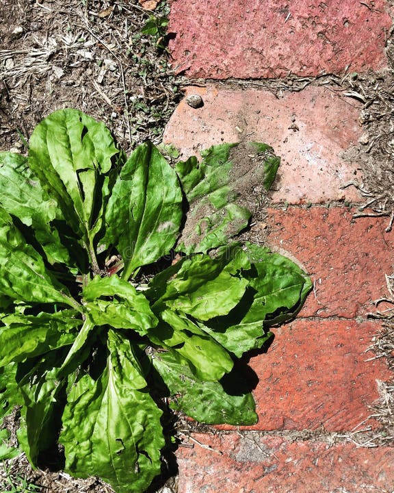 Garden weed stock image. Image of weed, garden, path - 75770219