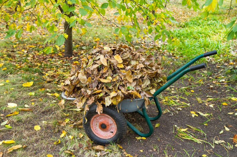 Garden Wheelbarrow with Yellow Autumn Leaves. Stock Image - Image of ...
