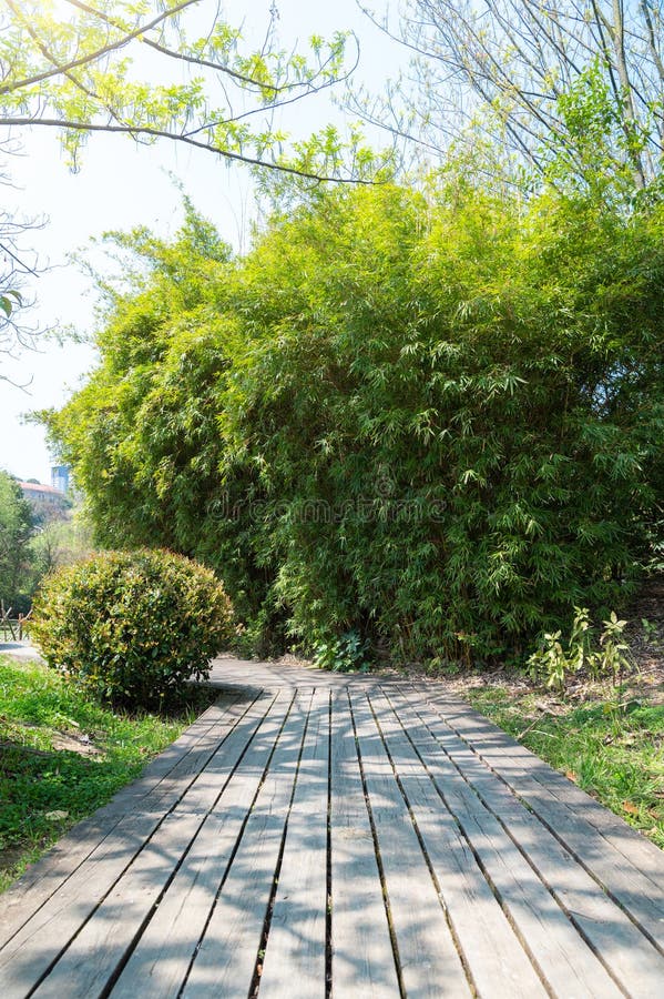 Garden wooden pathway stock image. Image of track, tropical - 311784893
