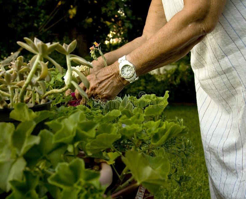 Garden work stock image. Image of gardning, trim, mature - 14768885