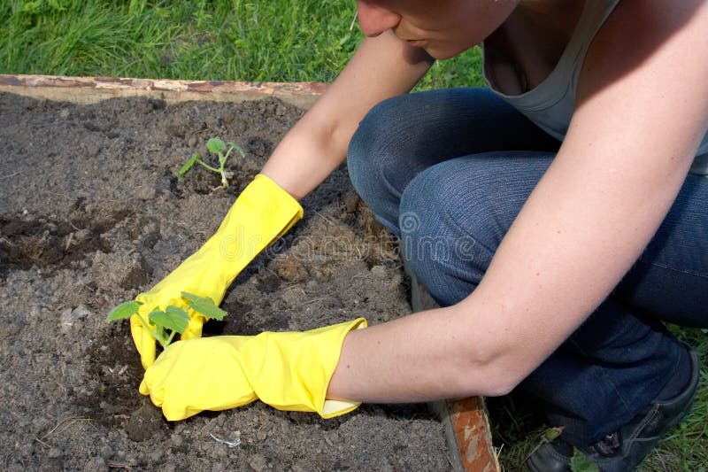 Garden work stock photo. Image of hands, rural, nature - 892202