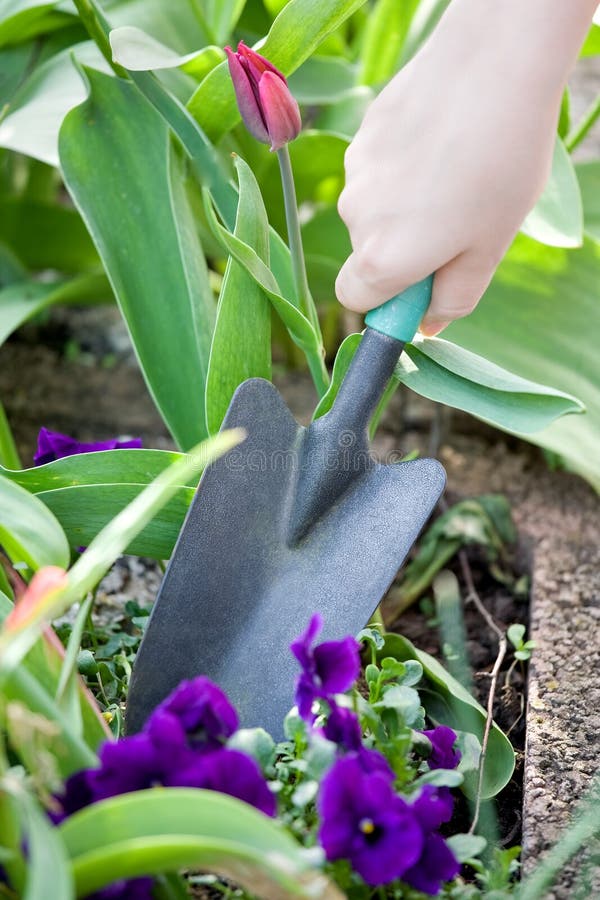 Garden work stock photo. Image of hand, work, shovel, garden - 9051978