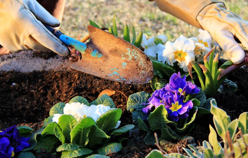 Garden work outdoor stock image. Image of ground, bulb - 23805969