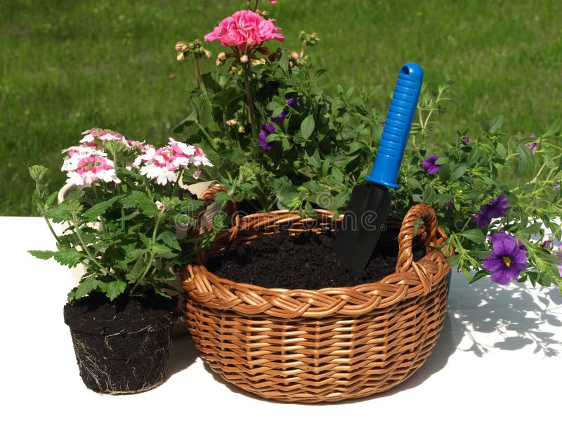 Garden work stock image. Image of nature, geranium, farming - 30705123