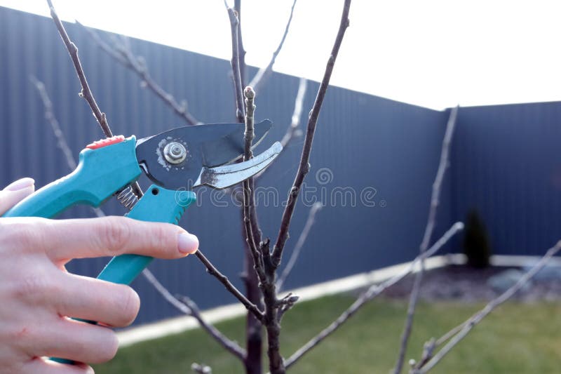 Garden Work. Pruned Branches of Young Trees Stock Image - Image of hand ...
