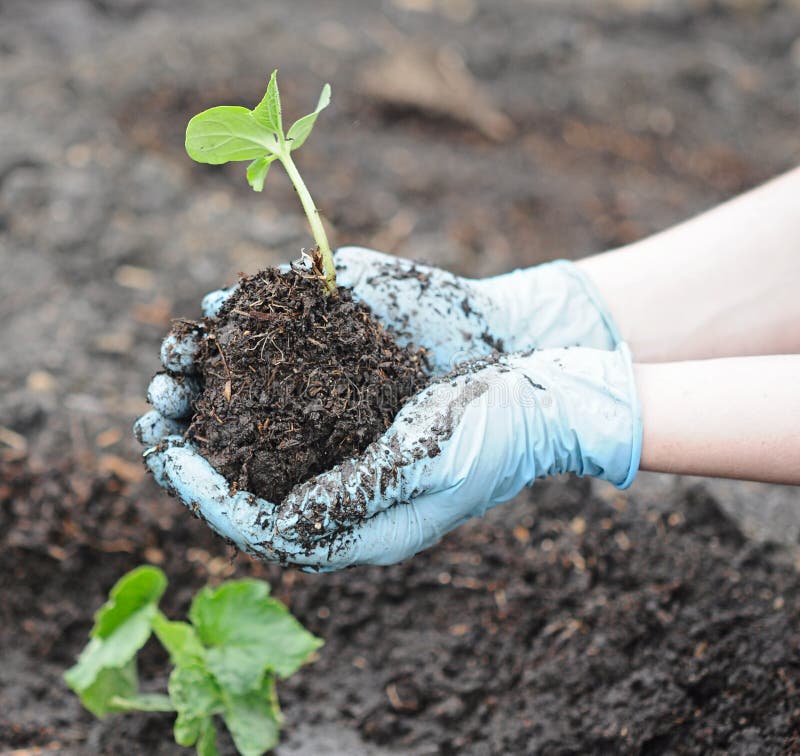 Garden Work - Spring Planting Stock Photo - Image of farm, sprout: 25681142