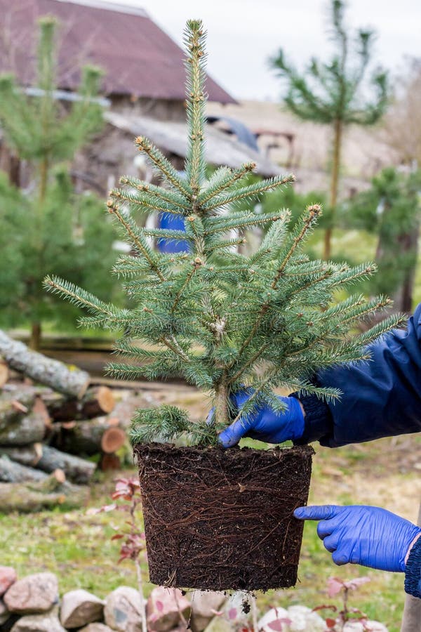 A Garden Worker Holds a Young Blue Spruce Tree with Roots and Earth ...