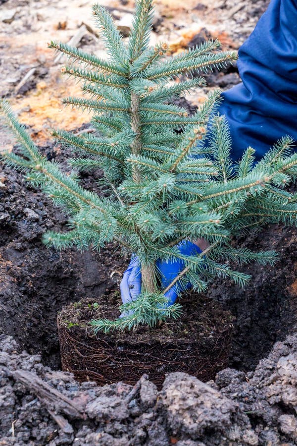 A Garden Worker Plants a Young Blue Spruce Tree Stock Image - Image of ...