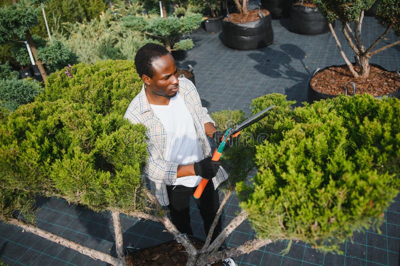 Garden Worker Trimming Trees with Scissors. Garden Shop Stock Photo ...