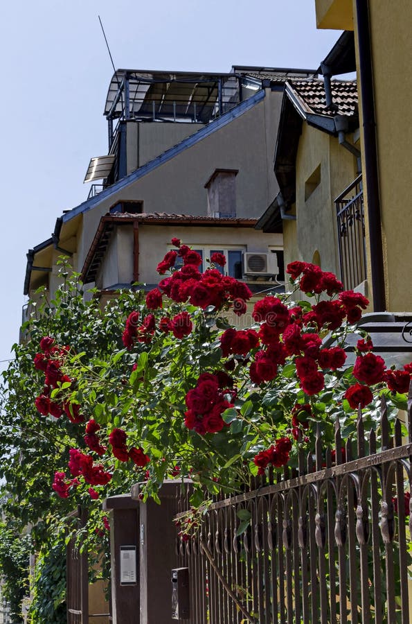 Garden in the Yard with Flowering Tall Rose Bushes, Sofia Stock Photo ...