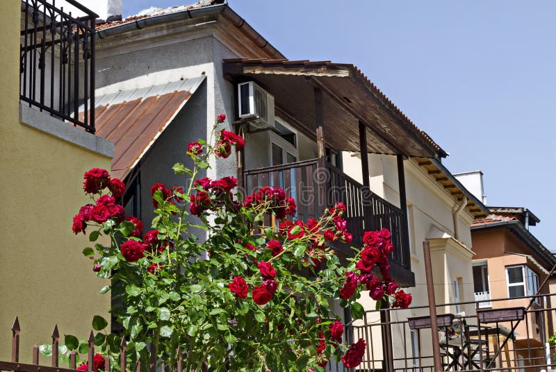 Garden in the Yard with Flowering Tall Rose Bushes, Sofia Stock Image ...