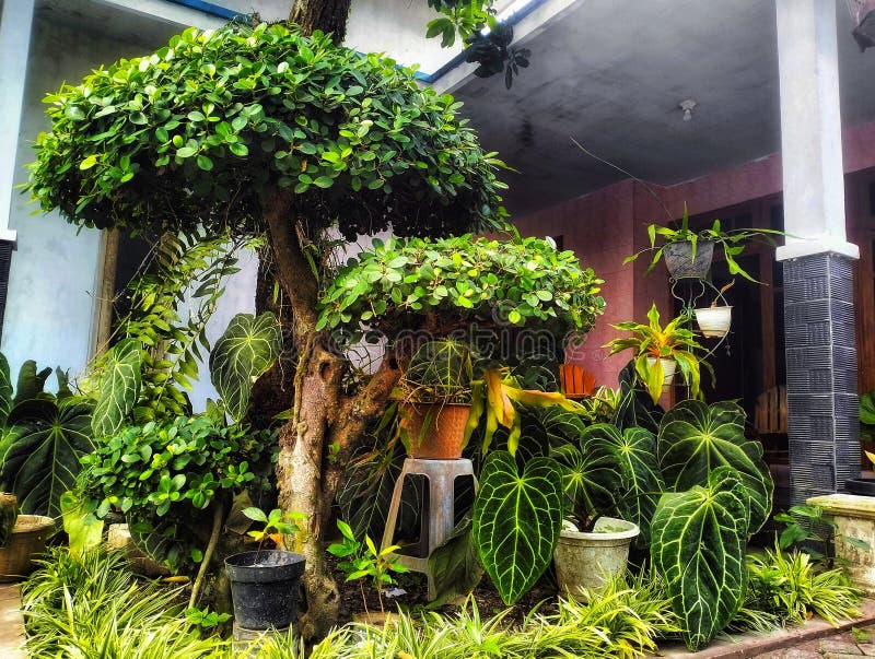 Garden in the Yard of a House in East Java, Indonesia Stock Image ...