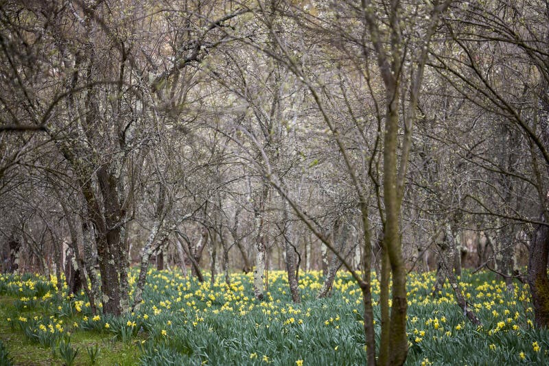 A Garden with Yellow Daffodils among the Trees Stock Image - Image of ...