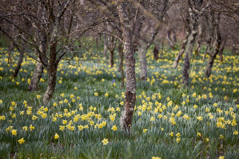 A Garden with Yellow Daffodils among the Trees Stock Image - Image of ...