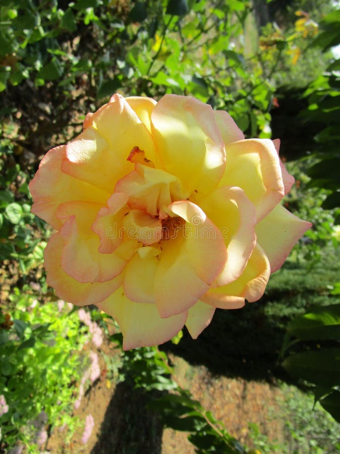 Garden yellow rose stock image. Image of real, decorative - 100694077