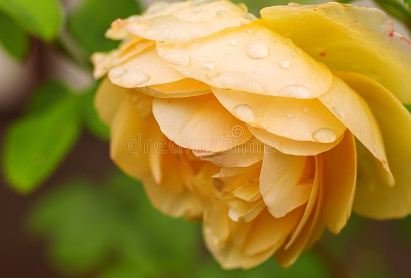 Yellow Rose with Water Drops Stock Image - Image of flower, holiday ...