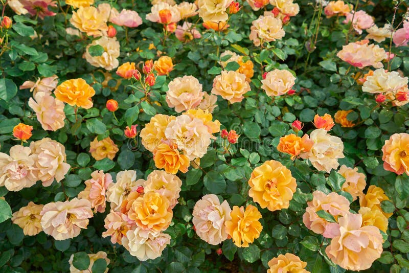 Garden with Red Roses Texture in Spring Stock Photo - Image of leaves ...