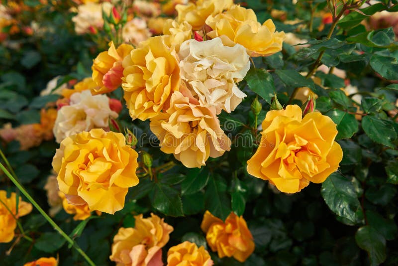 Garden with Red Roses Texture in Spring Stock Photo - Image of leaves ...