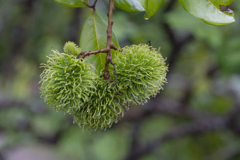 Garden, Young Rambutan Fruit Stock Image - Image of fruit, healthy ...