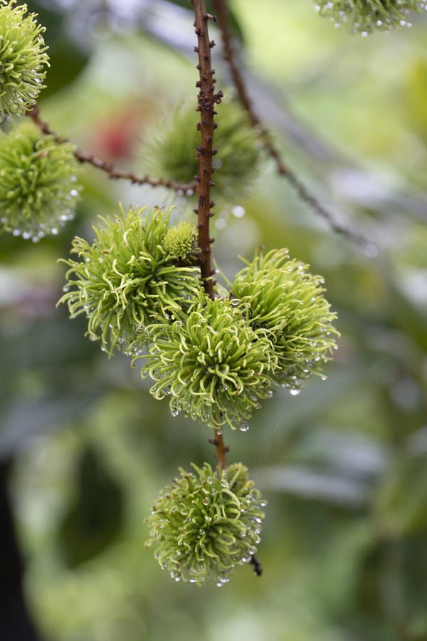 Garden, Young Rambutan Fruit Stock Image - Image of fruit, leaf: 155203183